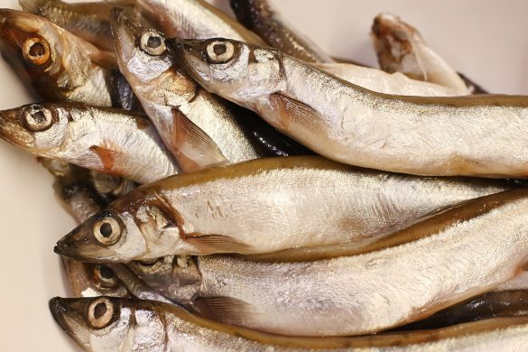 Michigan Releases 2025 Eat Safe Fish Guides for Residents