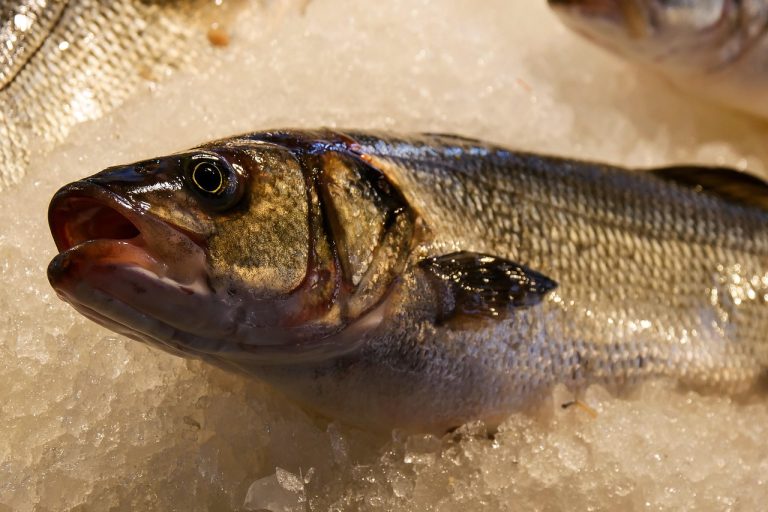 MDHHS issues all species ‘Do Not Eat’ fish advisories for multiple ...