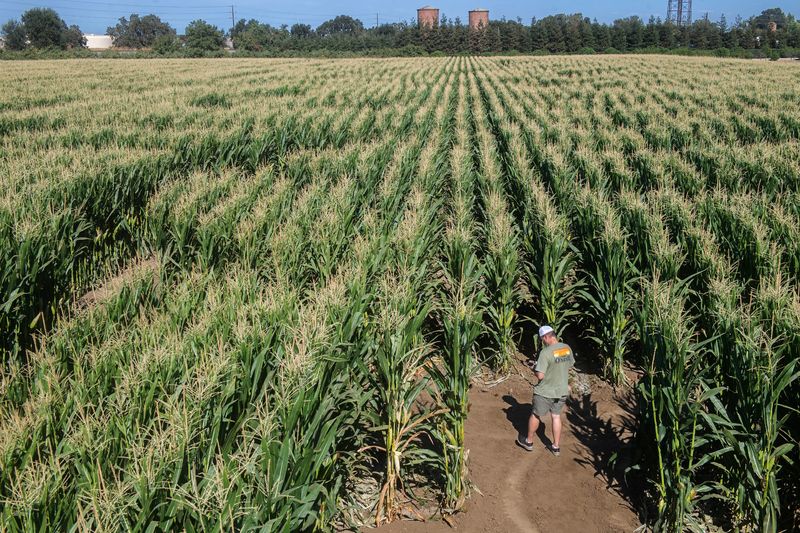 Dell’Osso Family Farm opens popular Halloween pumpkin maze for 29th season