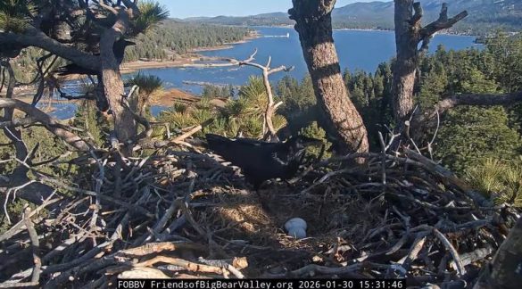 Big Bear bald eagles Jackie and Shadow lose eggs after raid by ravens
