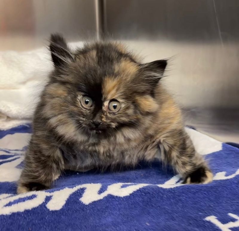 Viral ‘puff kitty’ Zoe recovering at Palm Springs Animal Shelter