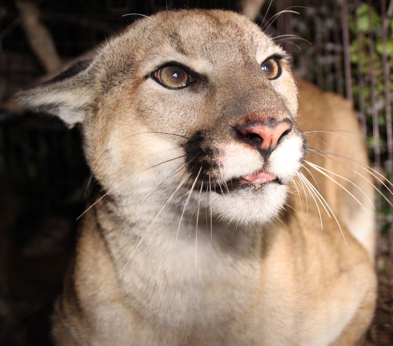 Mountain lion relocated for preying on poultry returns to Mount Shasta