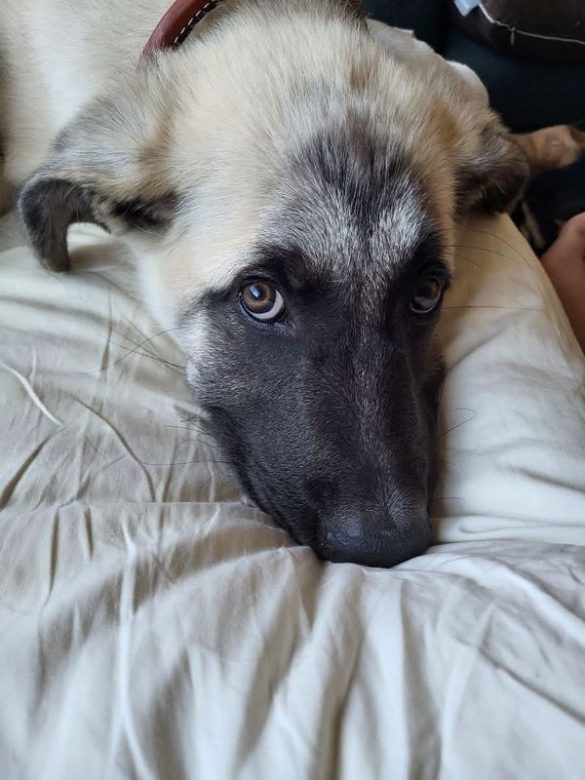 Ventura judge upholds order to euthanize dog after biting ruling