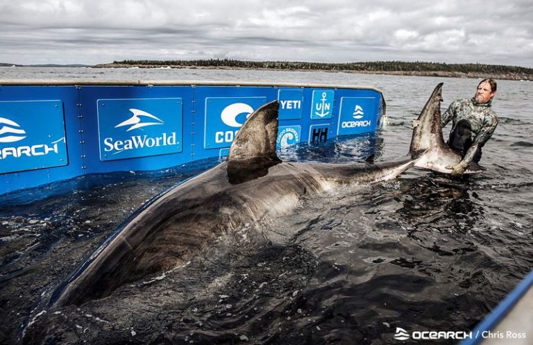 Newly tagged great white shark speeds to Florida, first of season