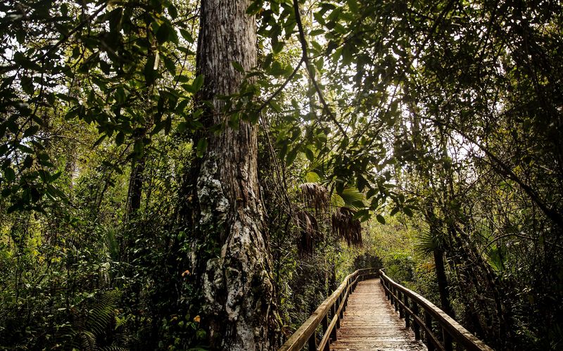 Damaged by Hurricane Ian in 2022, Big Cypress Bend Boardwalk reopens