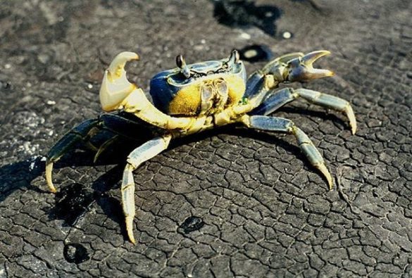 Blue land crabs in Florida migrate to ocean to release their eggs. Can ...