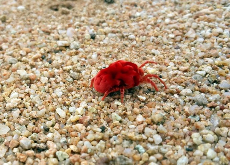 How do you know if you have chigger bites? How to identify chigger, no ...