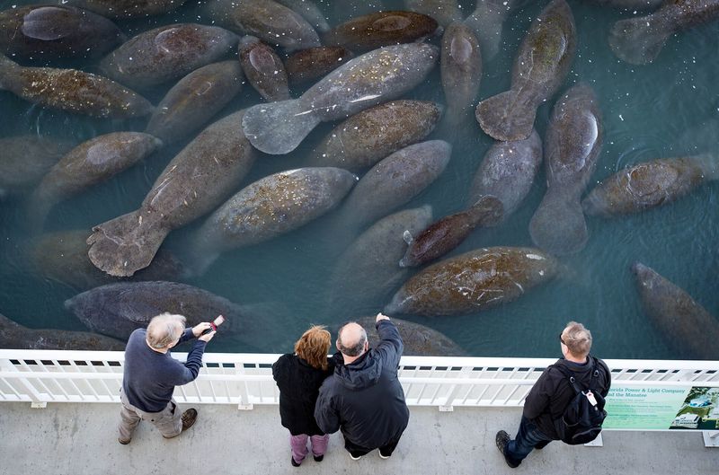 Snowbirds of the water: Manatee season kicks off Saturday with sea cow ...