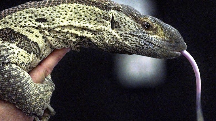 Reports: Nile monitor lizards invading Palm Beach County
