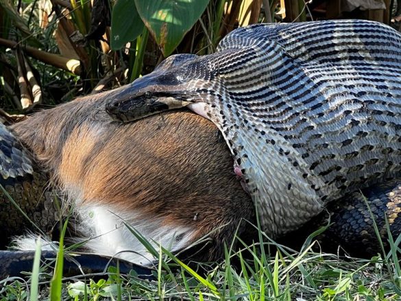 Tens of thousands of invasive Burmese pythons live in Florida. Where ...