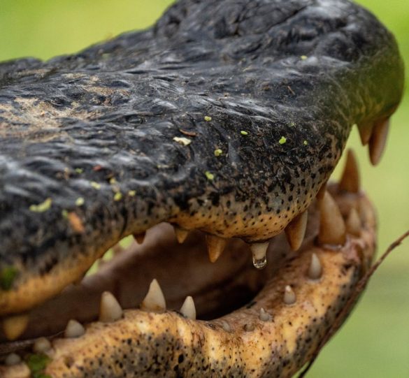 Alligator bites Florida man in the face. He's suing an airboat company