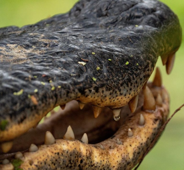Alligator bites Florida man in the face. He's suing an airboat company