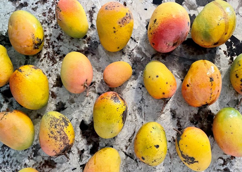 Mango madness: Recipes, tips and tricks for making the most of Florida ...
