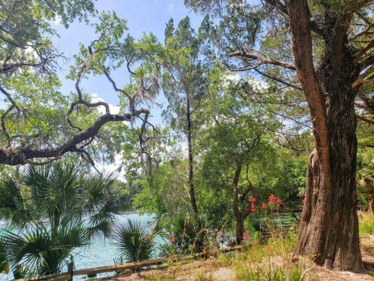 Harmful blue-green algae detected at Silver Glen Springs Run. What we know
