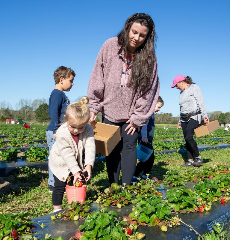 Pensacola area U-Pick strawberry farms are open for spring