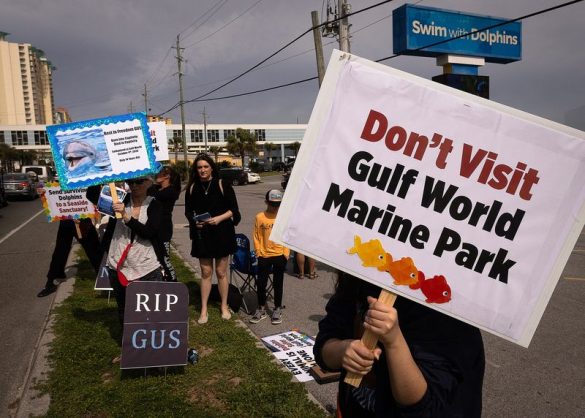 Gulf World is still open amid public outcry and 'chaotic' bankruptcy ...