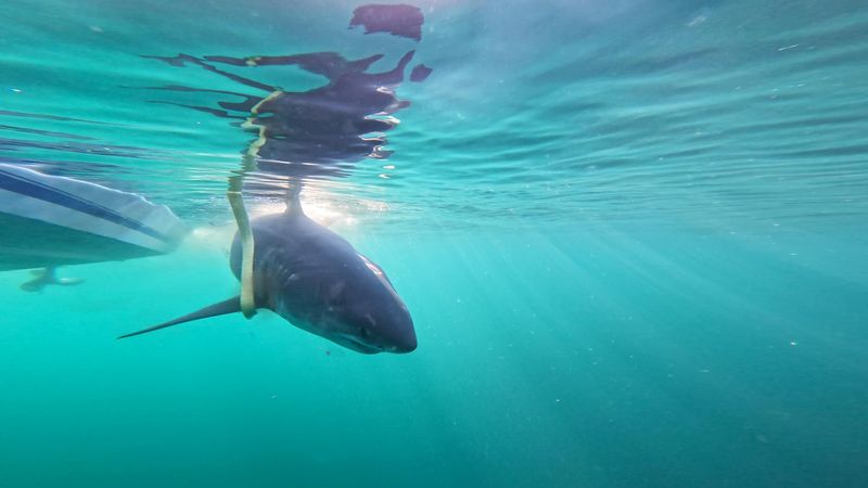 How can you avoid being bitten by a shark? What to know before swimming ...