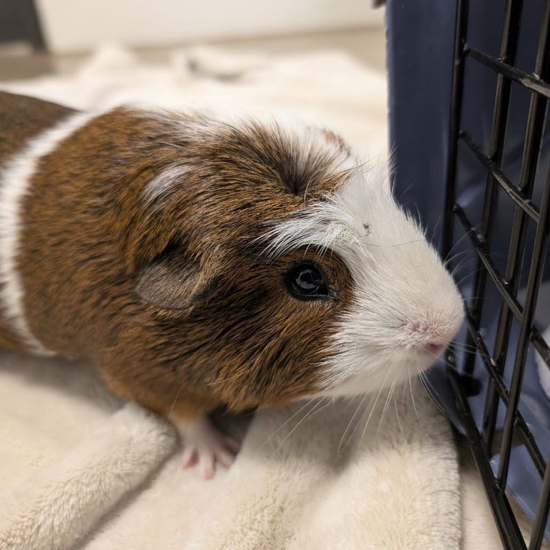 Heartbreaking: Nearly 60 guinea pigs dumped on road in Florida. What to ...