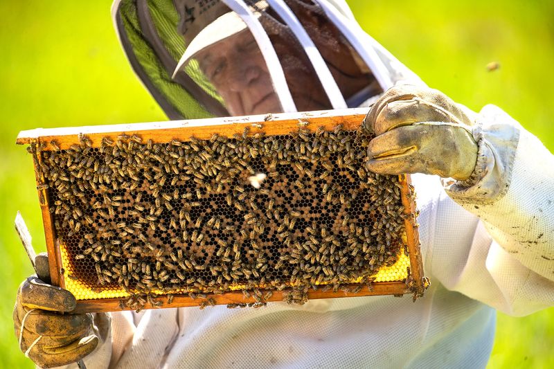 Virus spreading mite blamed for 60% loss of bee colonies needed to ...