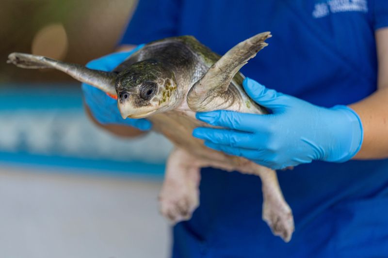 Sea turtle rehab center closes at Gumbo Limbo; nonprofit cites struggle ...