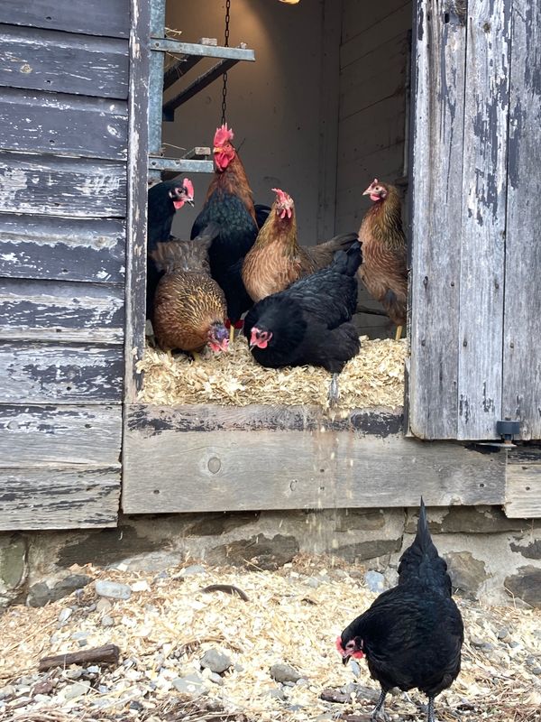 Backyard chickens: What to know before starting your own coop in Palm Coast