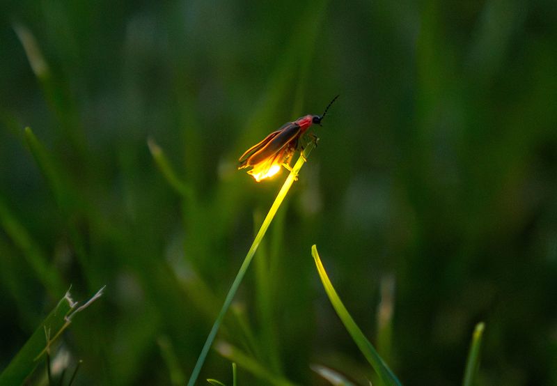 3 To Know: Florida firefly season; measles cases climb and more