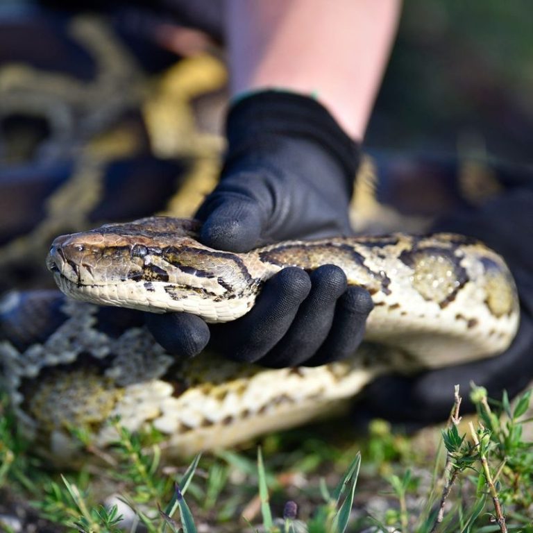 Where are Burmese pythons in Florida? They're moving north