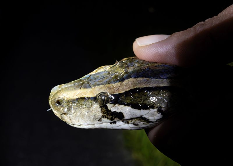 Cold weather is coming to Florida! What do low temps mean for Burmese ...