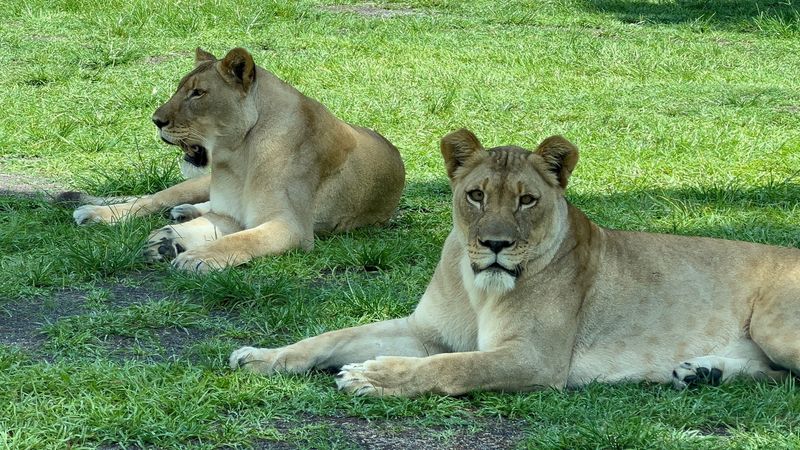 Lion Country Safari KOA closing after park, zoo sold to Larry Ellison