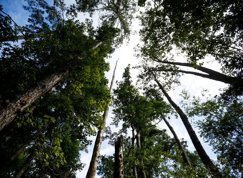 Study shows top cities for tree huggers in the US. Here's where ...