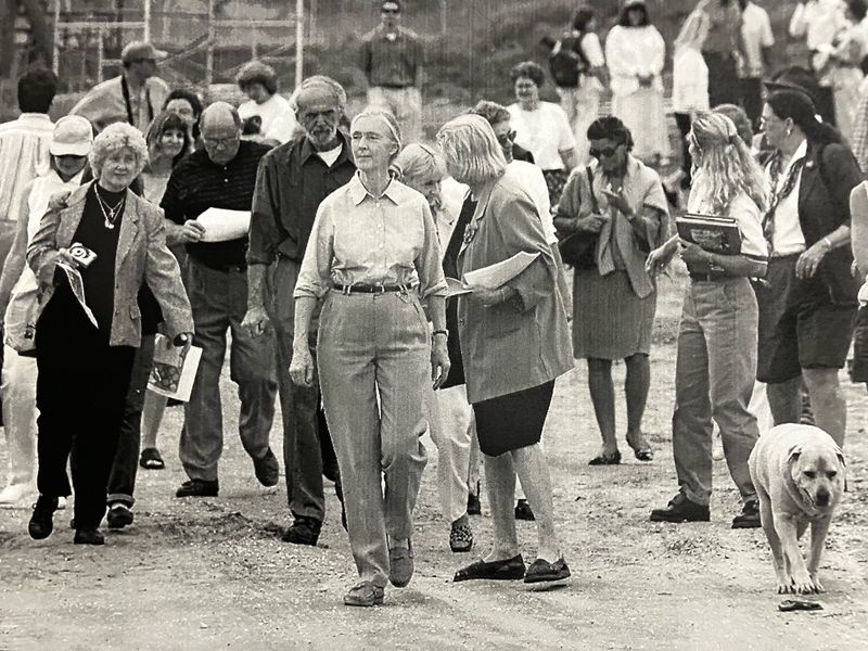 Jane Goodall visited Save the Chimps in Fort Pierce, taught sanctuary ...