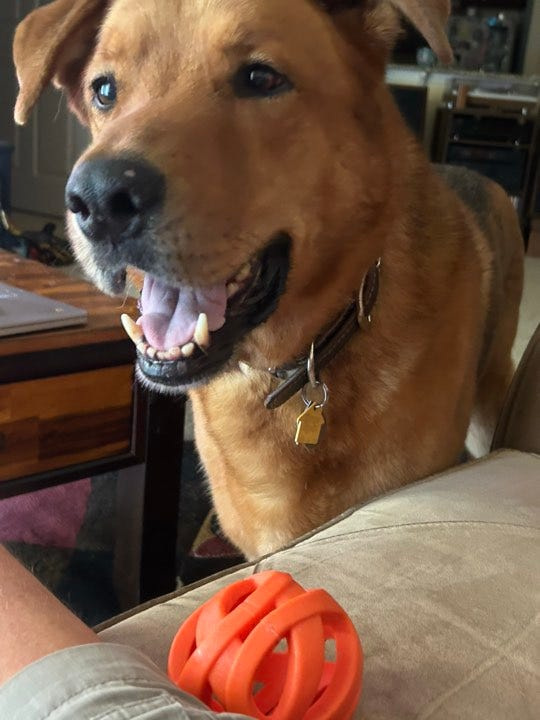 Eeyore is the 'real hero' in finding missing lady