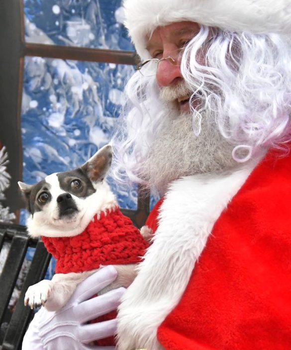 Santa gets the seasonal side-eye from a chihuahua in Photo of the Week