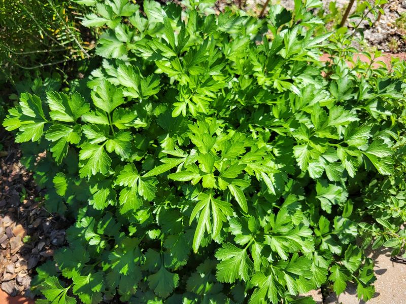 January is full of things to grow, places to go for Brevard gardeners