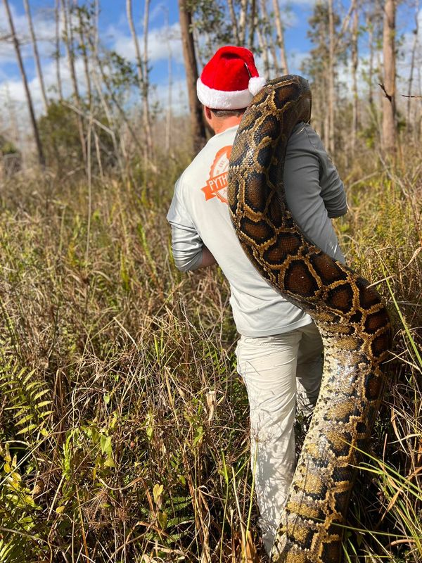 153-pound python: Capturing it Christmas week made this ‘Santa’ jolly