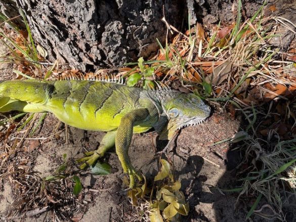 Frozen iguanas: 'Dead' lizard returns to life in Palm Beach County