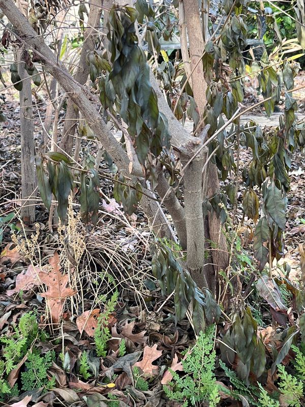 Your plants got hit by the freeze. Here are tips to save them