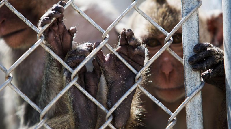 Criminal charges in 'dumpster monkey' case at SW Florida primate farm
