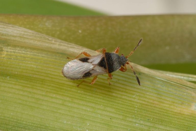 Florida lawns face chinch bugs and drought after extreme weather