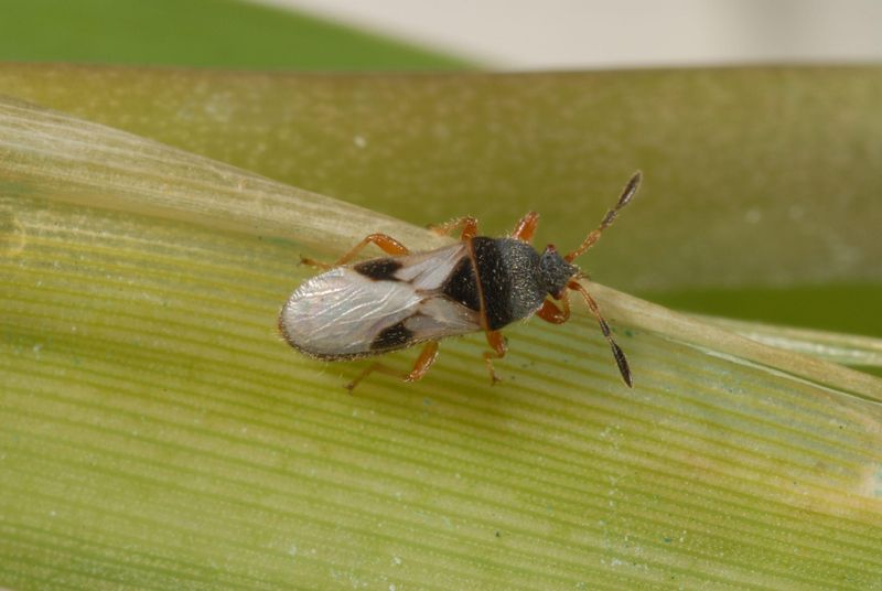 Florida lawns face chinch bugs and drought after extreme weather