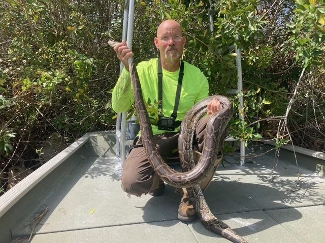 One python hunter dominates March competition for removing snakes
