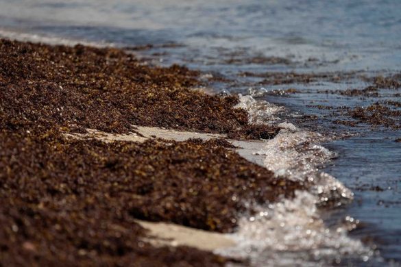 We've dealt with it, now World Cup visitors experience stinky seaweed