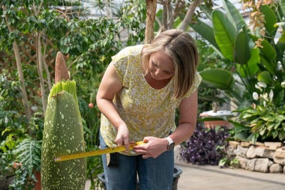 Watch live: Florida's rare, endangered corpse flower is about to bloom