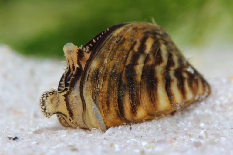 Zebra mussels were found in the Des Moines River. Why Iowa DNR isn't ...