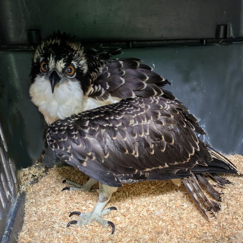 Live cam viewers saw this osprey fall from a nest. Three months later ...