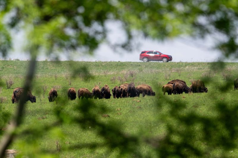 Rare white bison calf driving surge of interest at Neal Smith Refuge
