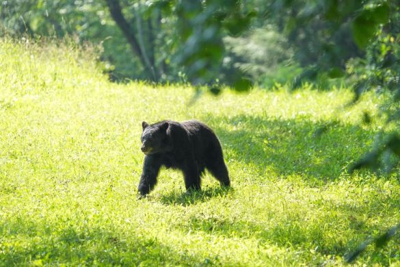 Black bear spotted in Illinois counties. How to react to charges from ...