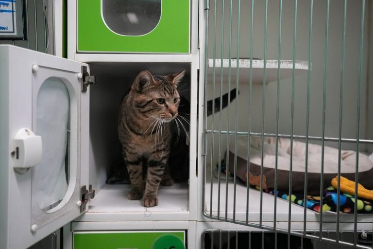 Local animal shelters temporarily halt cat intake due to highly ...