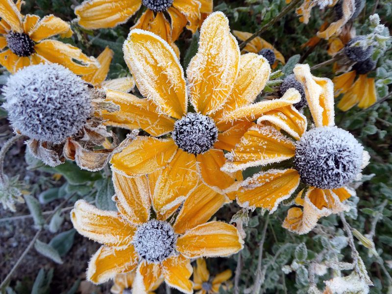 Should you bring your plants inside? What to know about Indiana's frost ...
