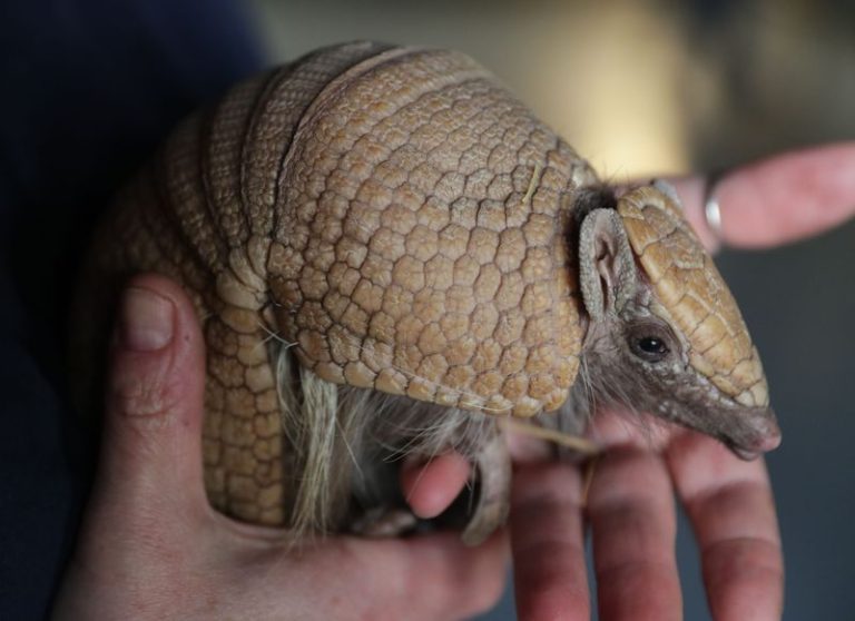 Indiana’s newest invasive species is armored, hungry and hard to stop ...